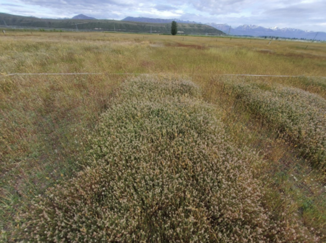 A New Way Forward - High Country Field Day Information - BioAg