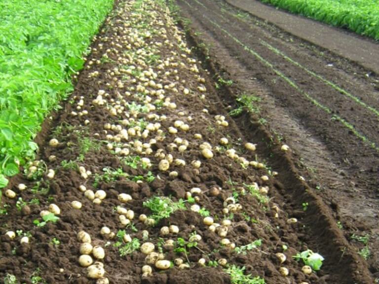 Broad-acre Cropping - BioAg